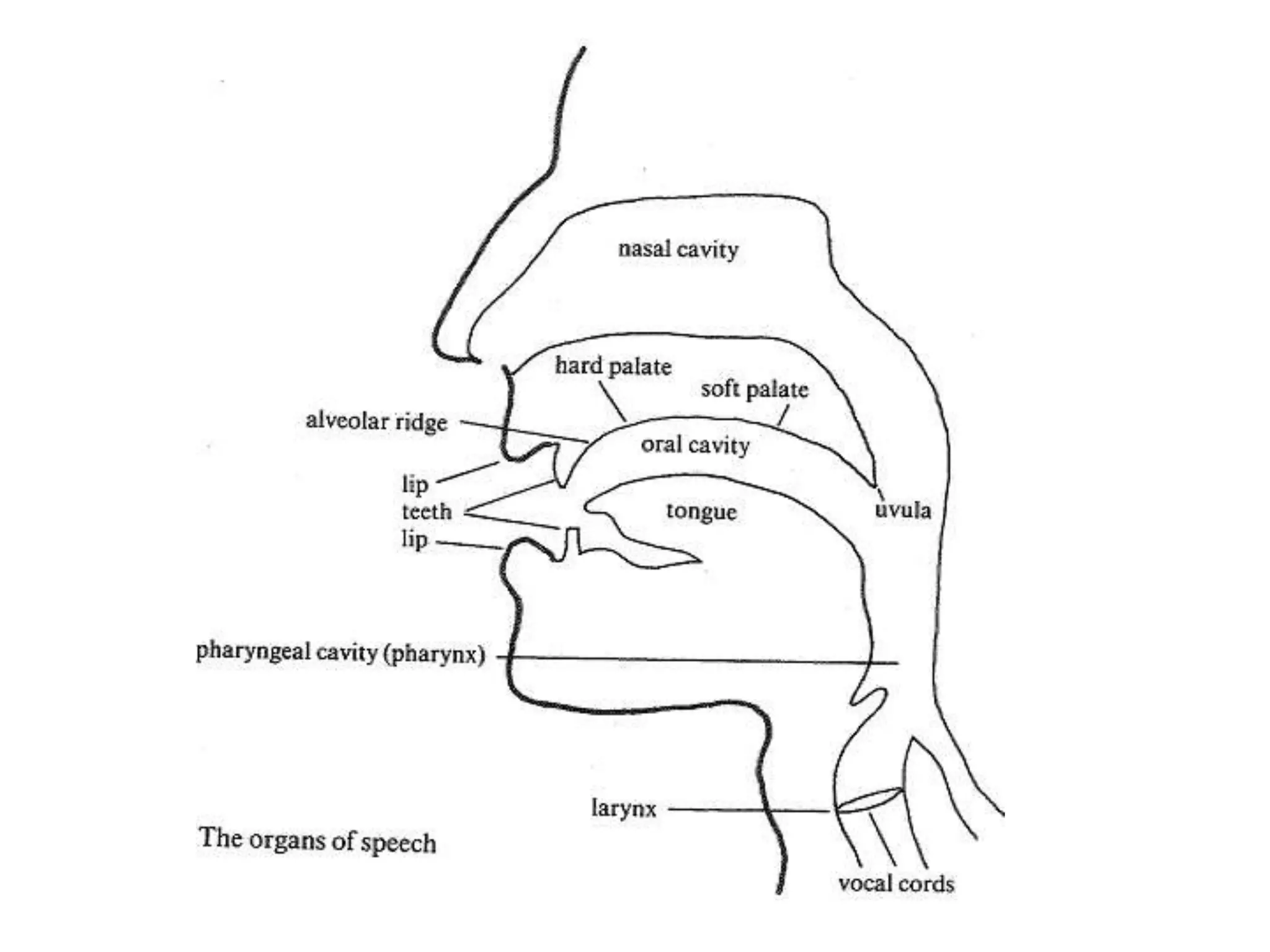 Intro. to Linguistics_6 Phonetics (Organ of Speech, Segment ...