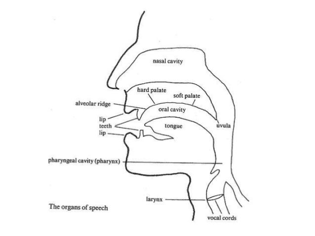Intro. to Linguistics_6 Phonetics (Organ of Speech, Segment, Articula…
