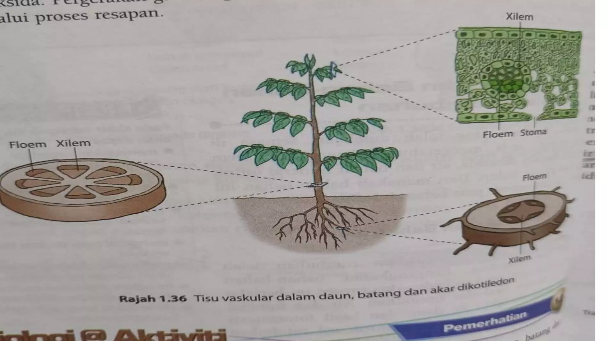 tisu tumbuhan | PPTX