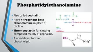 PHOSPHOLIPIDS | PPTX