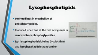 PHOSPHOLIPIDS - SOURCE, STRUCTURE, TYPES AND FUNCTIONS | PPT