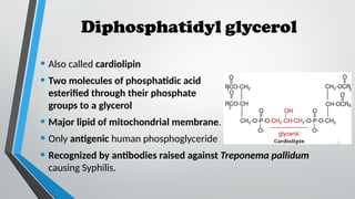 PHOSPHOLIPIDS - SOURCE, STRUCTURE, TYPES AND FUNCTIONS | PPT