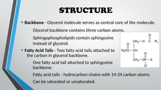 PHOSPHOLIPIDS - SOURCE, STRUCTURE, TYPES AND FUNCTIONS | PPT