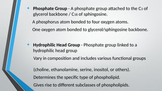 PHOSPHOLIPIDS - SOURCE, STRUCTURE, TYPES AND FUNCTIONS | PPT
