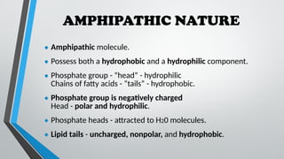 PHOSPHOLIPIDS - SOURCE, STRUCTURE, TYPES AND FUNCTIONS | PPT