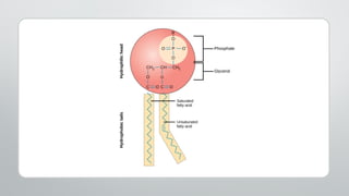PHOSPHOLIPIDS - SOURCE, STRUCTURE, TYPES AND FUNCTIONS | PPT