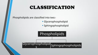 PHOSPHOLIPIDS - SOURCE, STRUCTURE, TYPES AND FUNCTIONS | PPT