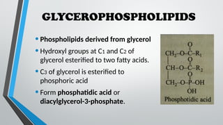 PHOSPHOLIPIDS - SOURCE, STRUCTURE, TYPES AND FUNCTIONS | PPT