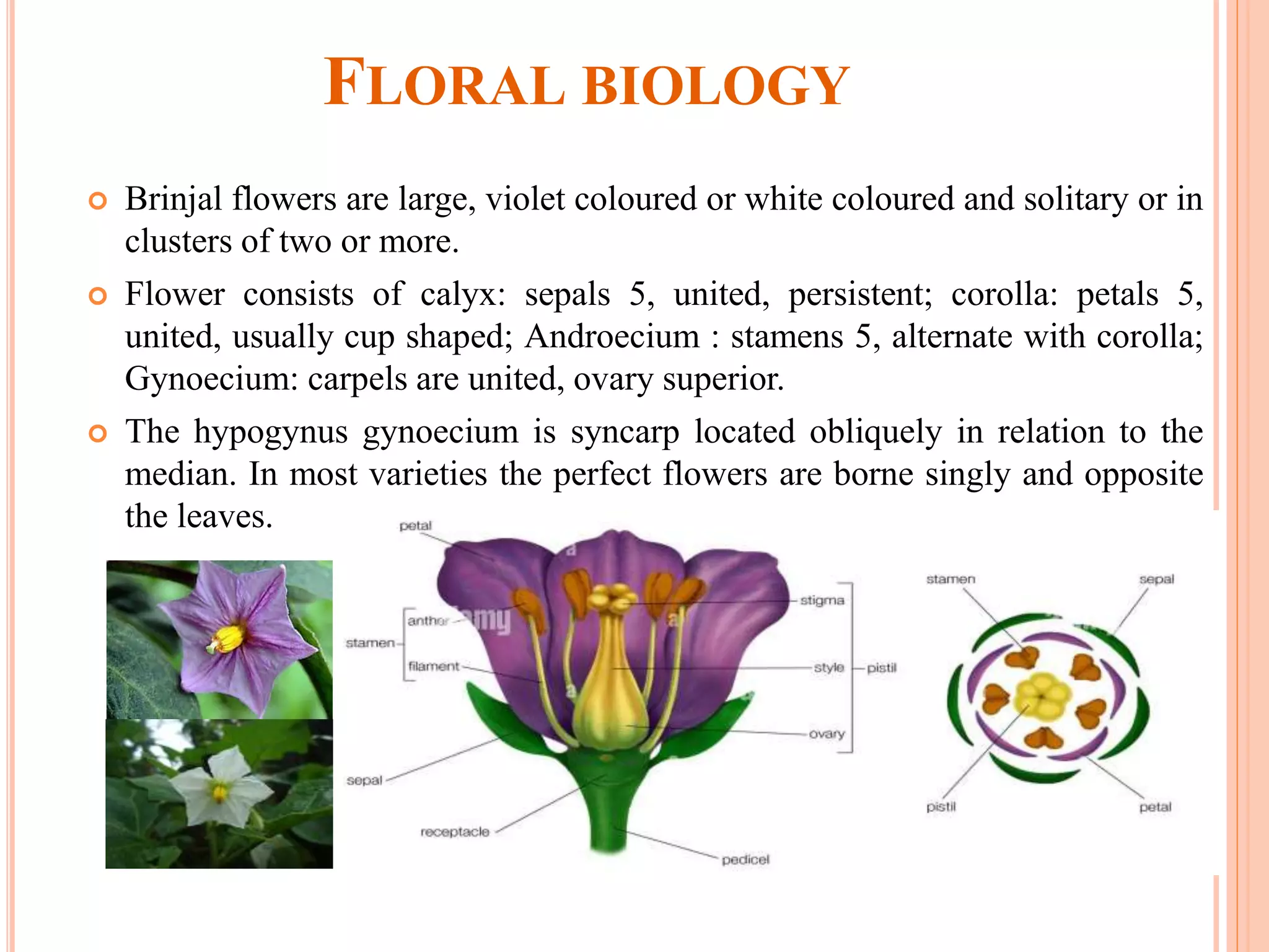 Advances in crop improvement of brinjal .pptx