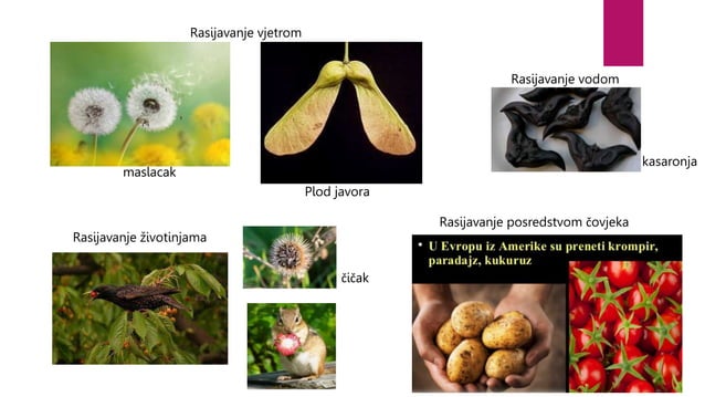 U plodu je sakriveno sjeme.pptx