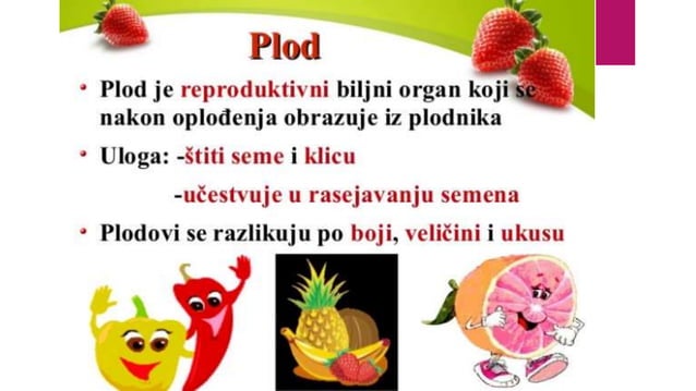U plodu je sakriveno sjeme.pptx