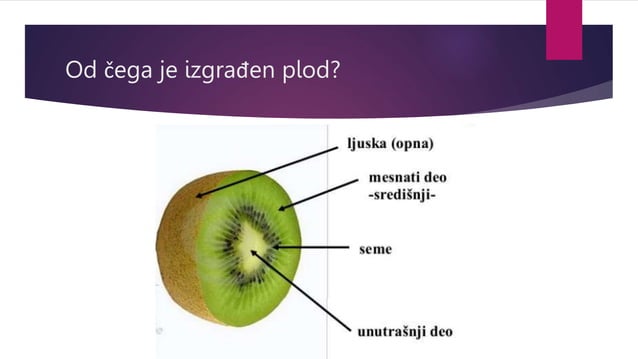 U plodu je sakriveno sjeme.pptx