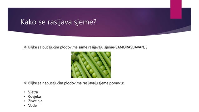 U plodu je sakriveno sjeme.pptx