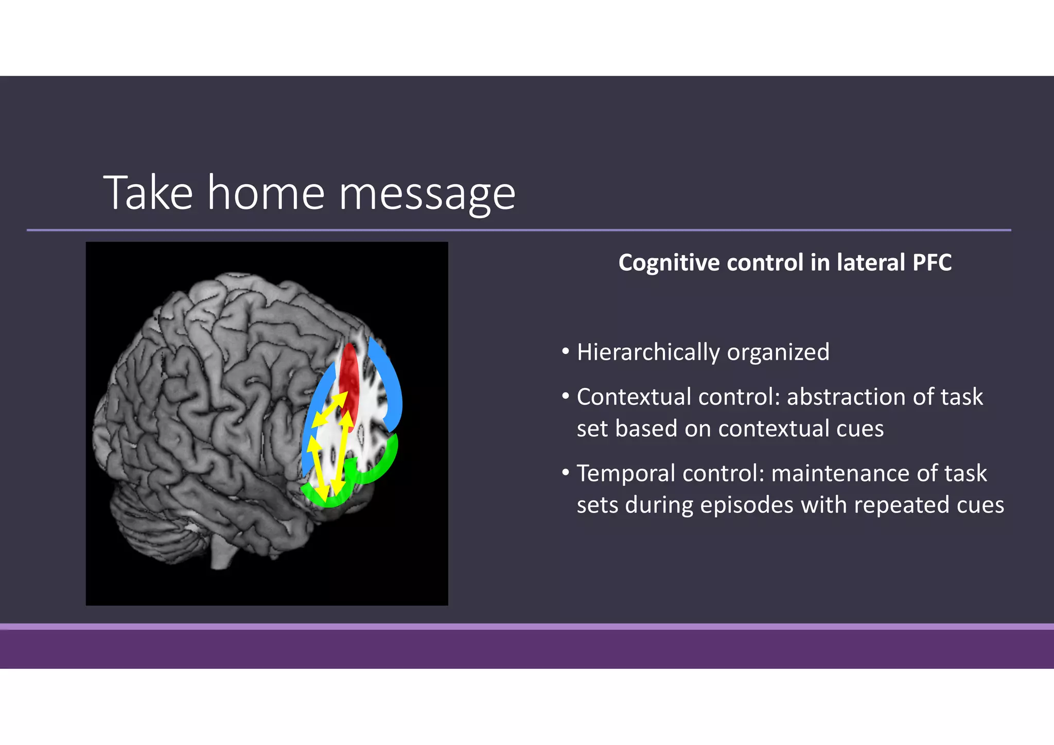 Prefrontal Cortex And Decision Making The Modular And Circuit Based