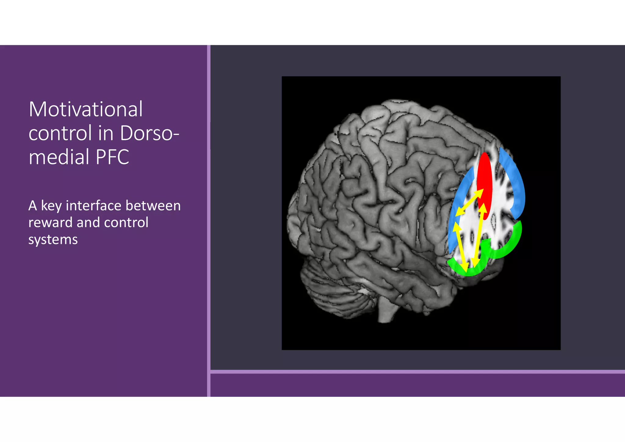 Prefrontal Cortex And Decision Making The Modular And Circuit Based