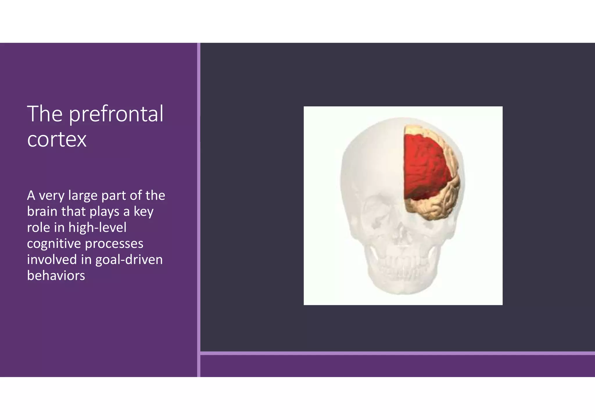 Prefrontal Cortex & Decision Making: the modular and circuit-based approach | PPT