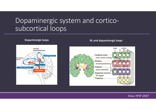 Prefrontal Cortex And Decision Making The Modular And Circuit Based Approach Ppt