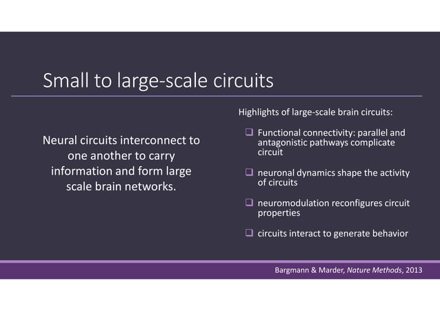 Prefrontal Cortex And Decision Making The Modular And Circuit Based