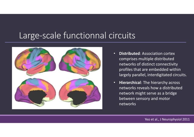 Prefrontal Cortex And Decision Making The Modular And Circuit Based Approach Ppt