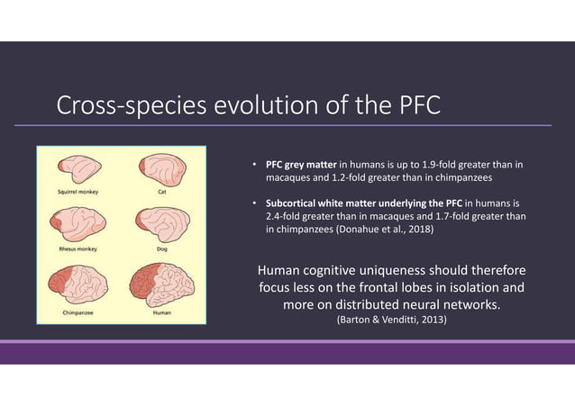 Prefrontal Cortex And Decision Making The Modular And Circuit Based