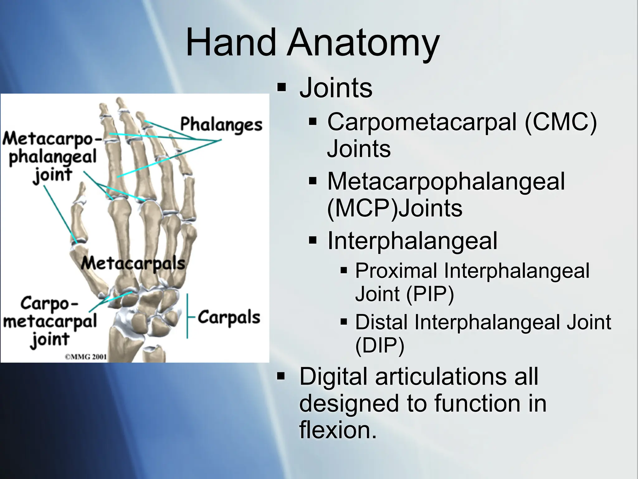 Upper-Limb-anatomyUpper limb anatomy part 2 for first and second year ...