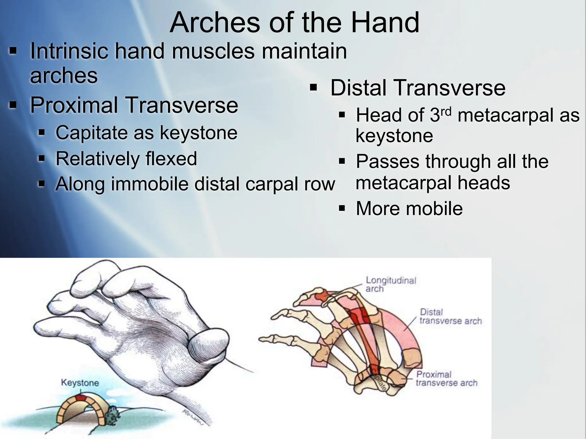 Upper-Limb-anatomyUpper limb anatomy part 2 for first and second year ...