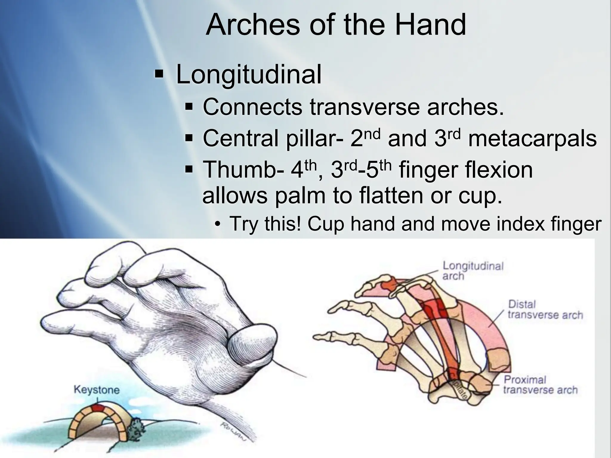Upper-Limb-anatomyUpper limb anatomy part 2 for first and second year ...