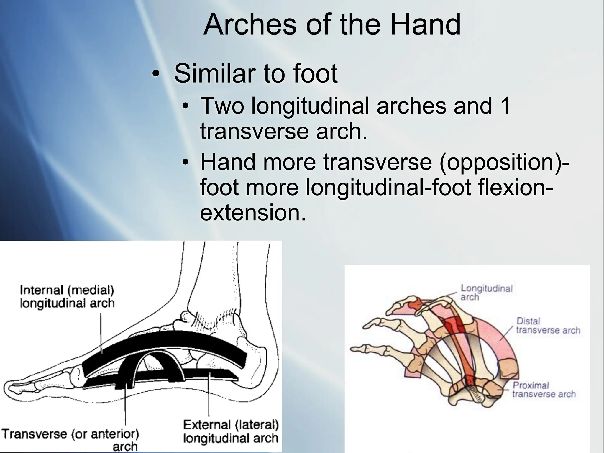 Upper-Limb-anatomyUpper limb anatomy part 2 for first and second year ...