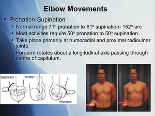 Upper-Limb-anatomyUpper limb anatomy part 2 for first and second year ...