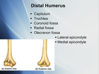 Upper-Limb-anatomyUpper limb anatomy part 2 for first and second year ...
