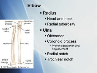 Upper-Limb-anatomyUpper limb anatomy part 2 for first and second year ...