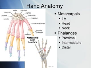 Upper-Limb-anatomyUpper limb anatomy part 2 for first and second year ...