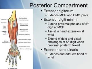 Upper-Limb-anatomyUpper limb anatomy part 2 for first and second year ...