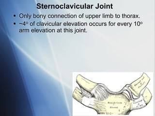Upper-Limb-anatomyUpper limb anatomy part 2 for first and second year ...