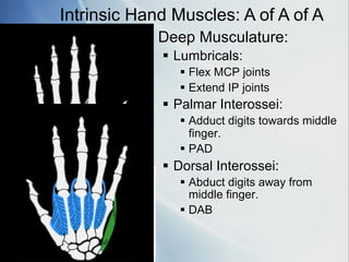 Upper-Limb-anatomyUpper limb anatomy part 2 for first and second year ...