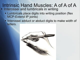 Upper-Limb-anatomyUpper limb anatomy part 2 for first and second year ...