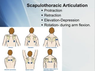 Upper-Limb-anatomyUpper limb anatomy part 2 for first and second year ...