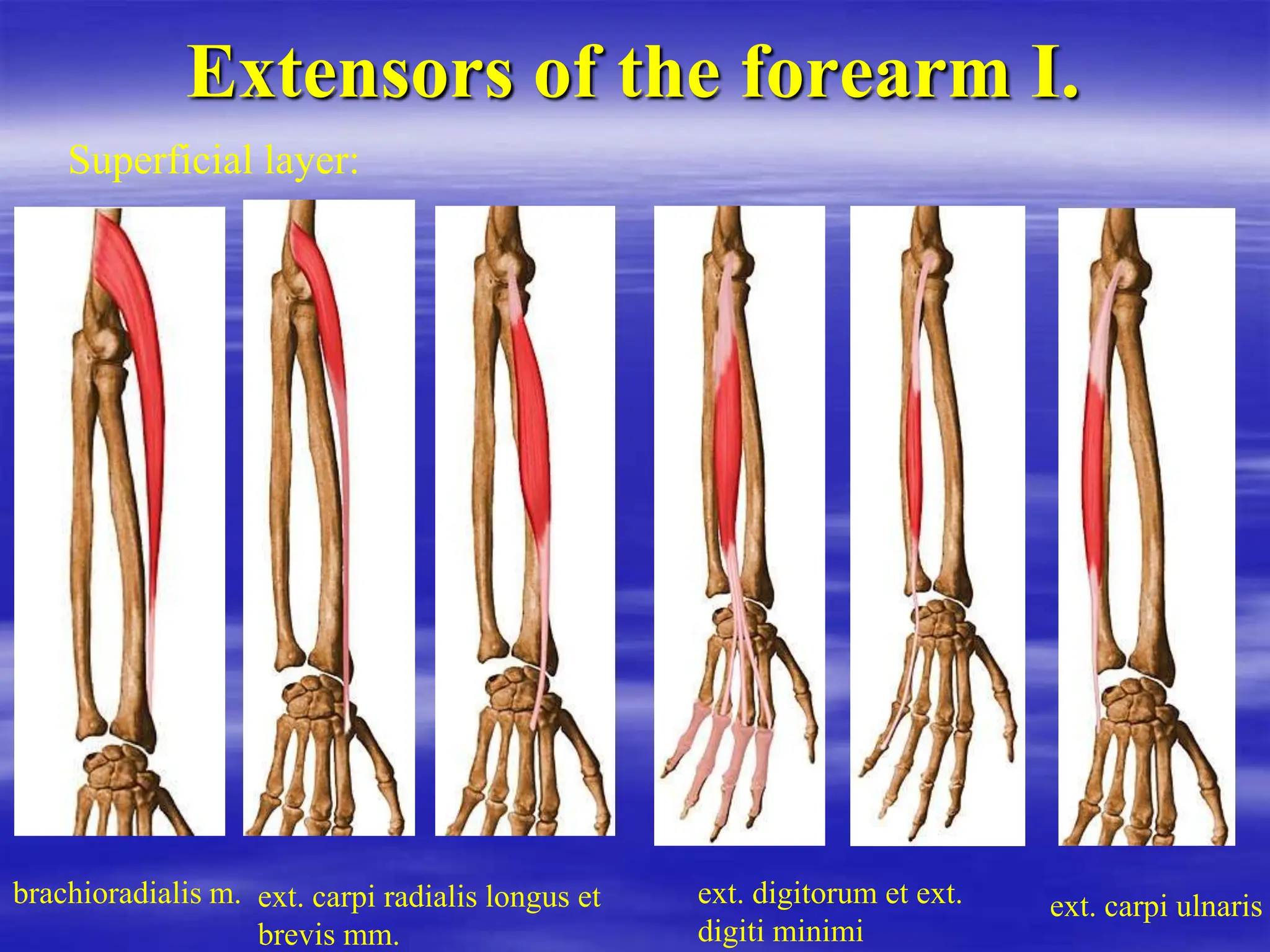 Upper-limbforphysiotherapy slideshow.ppt