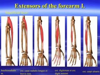Upper-limbforphysio anatomy book make.ppt
