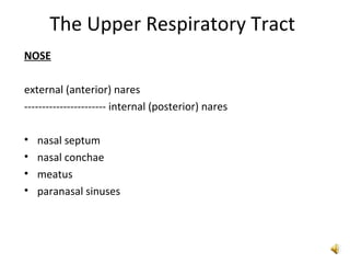 Upper Respiratory Tract - The Nose | PPT