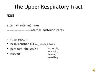 Upper Respiratory Tract - The Nose | PPT
