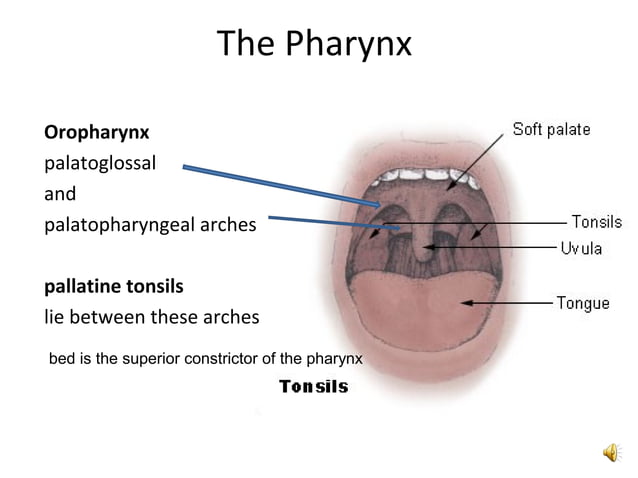 Upper Respiratory Tract. The Pharynx | PPT