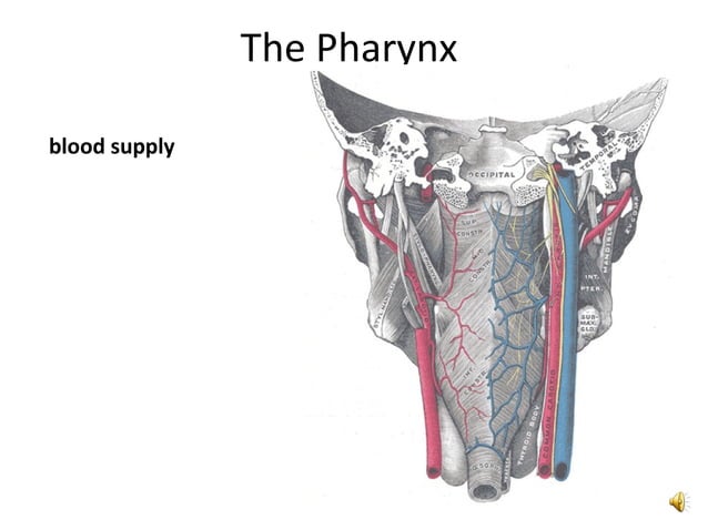 Upper Respiratory Tract. The Pharynx | PPT