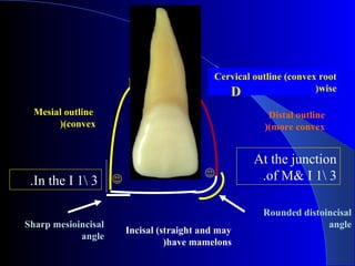 Upper Central Incisor | PPT