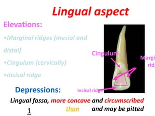 Upper Lateral Incisor | PDF