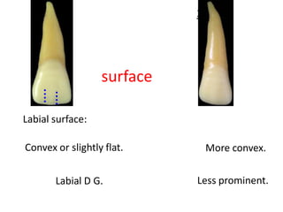 Upper Lateral Incisor | PDF
