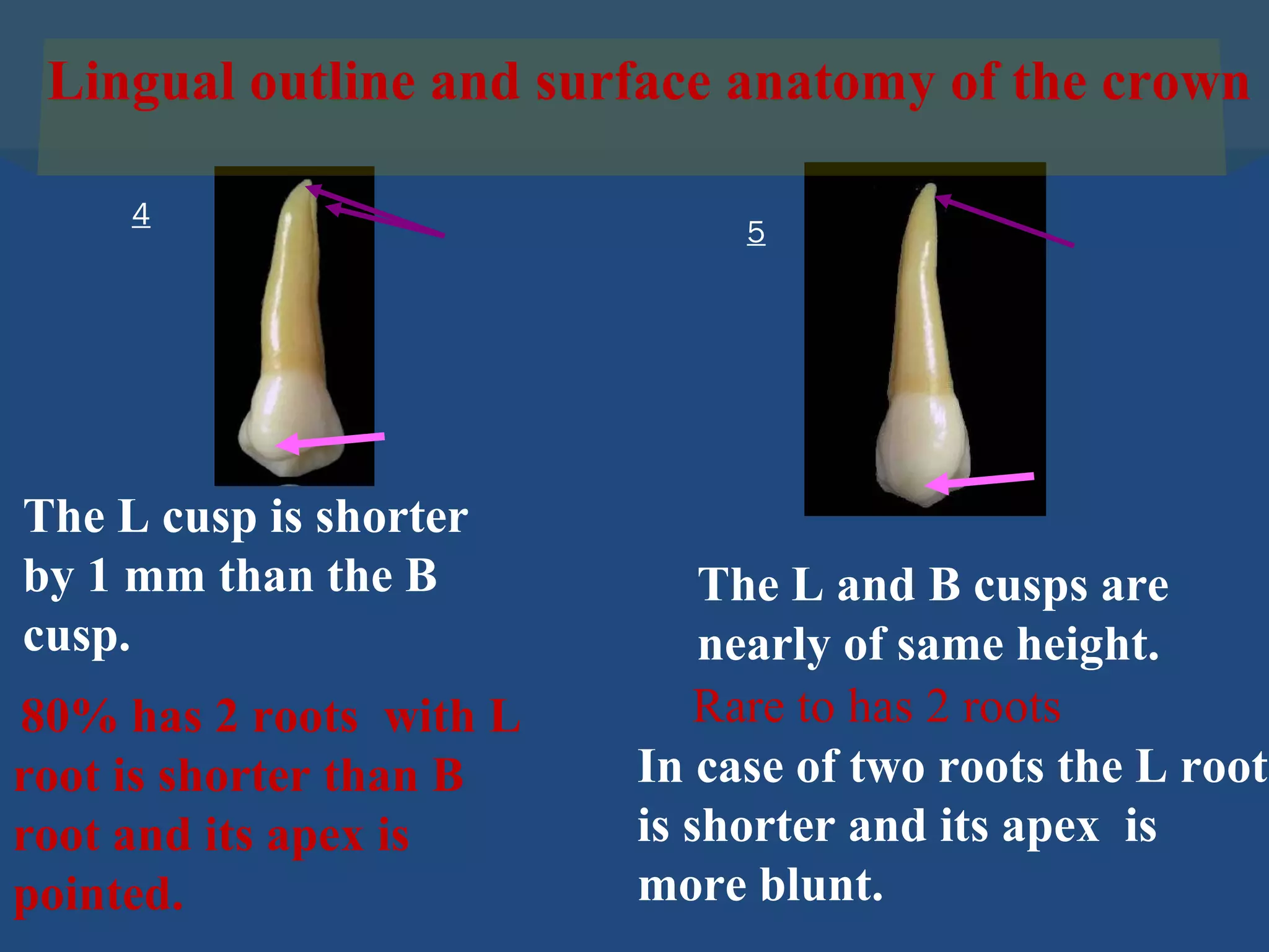 Upper Second Premolar | PPT