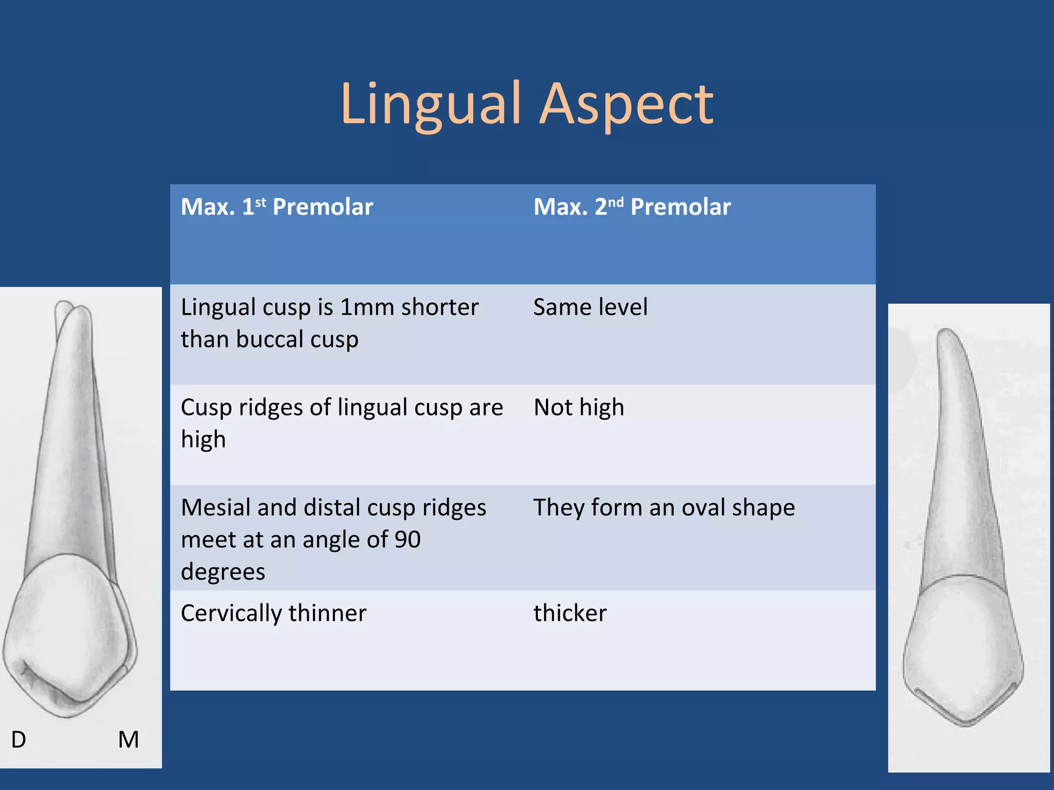 Upper Second Premolar | PPT