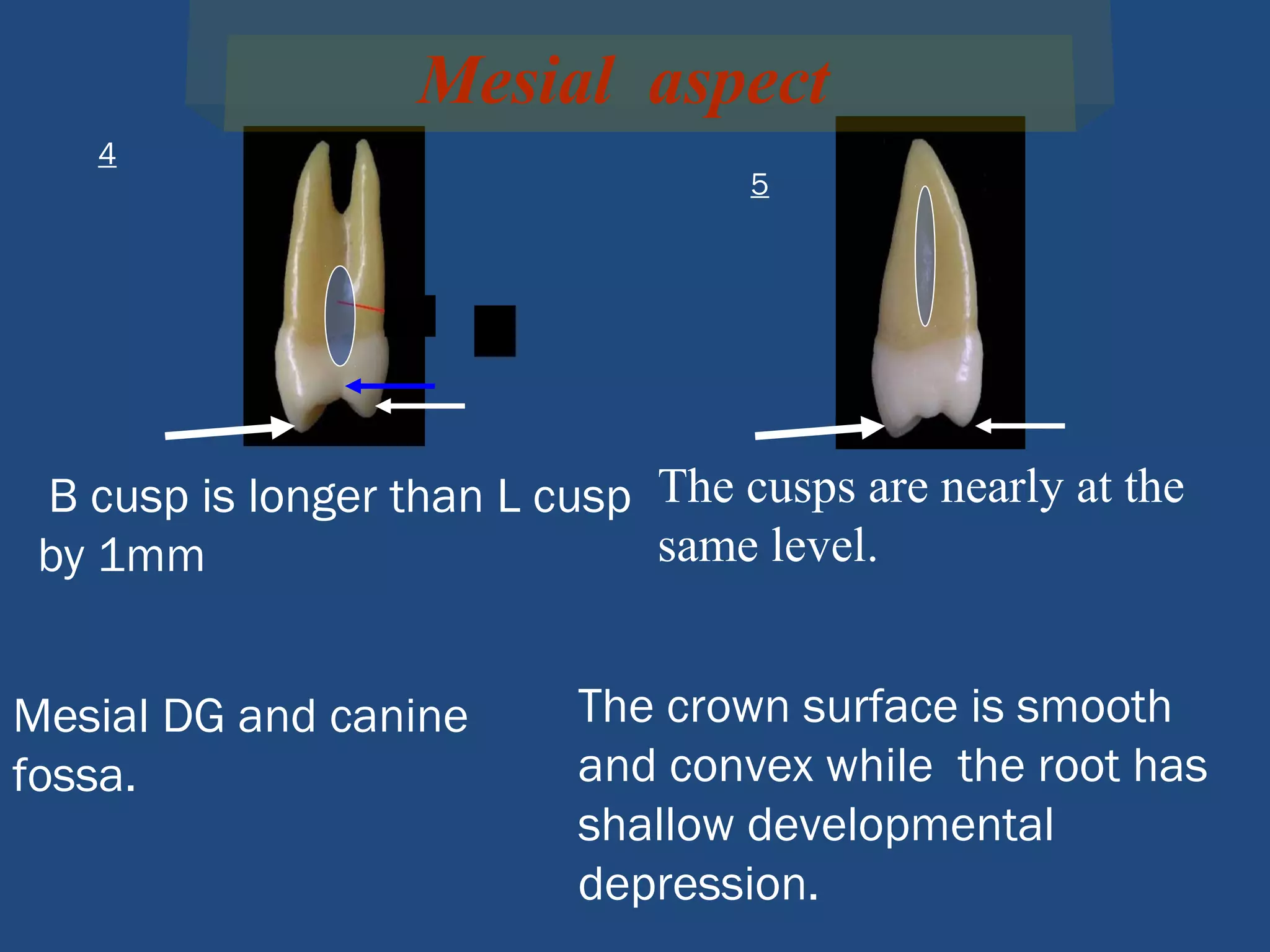 Upper Second Premolar | PPT