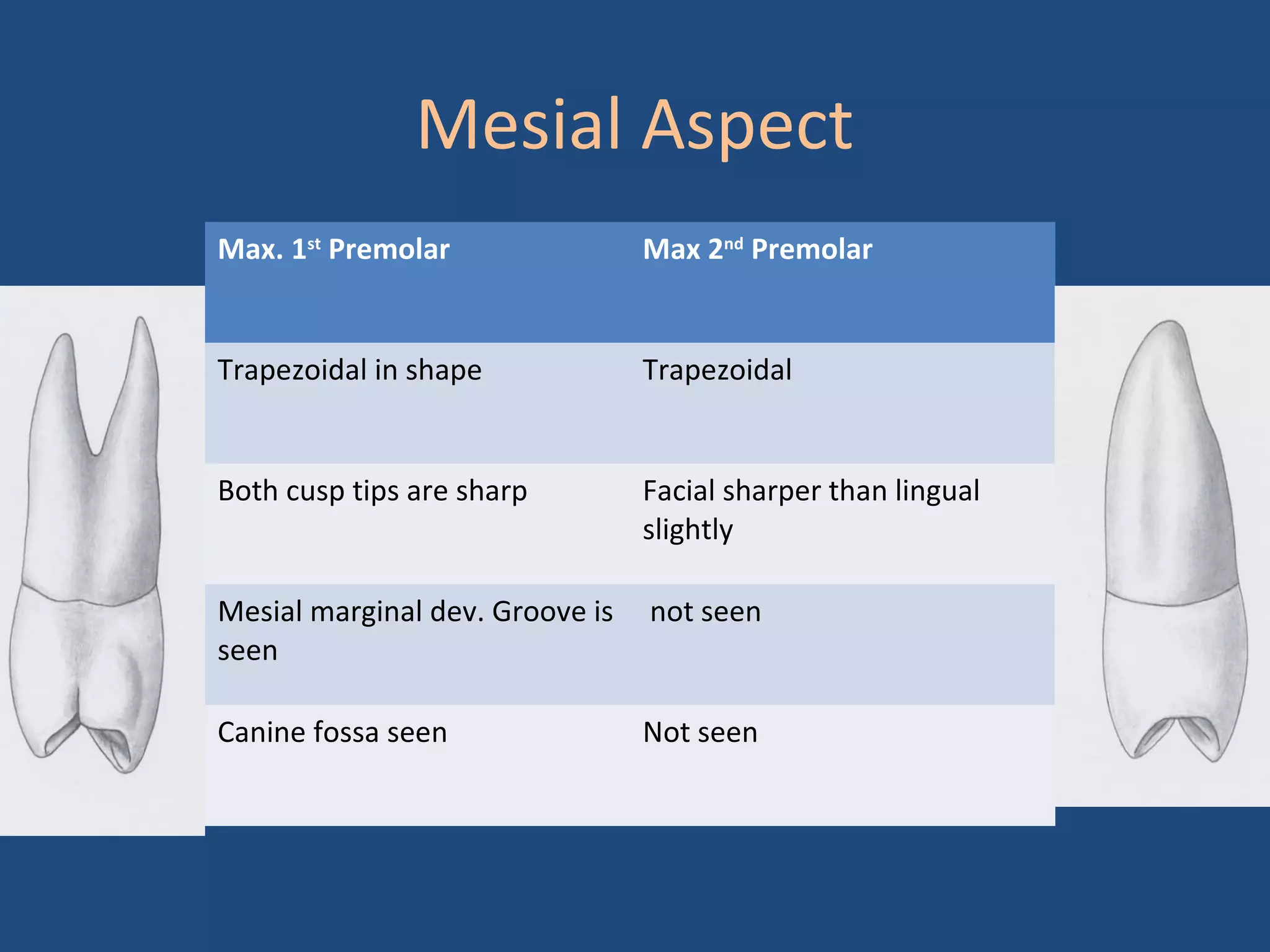 Upper Second Premolar | PPT